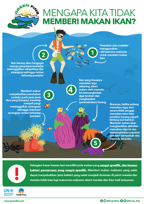 5 reasons why we shouldn't feed the fish – Green Fins