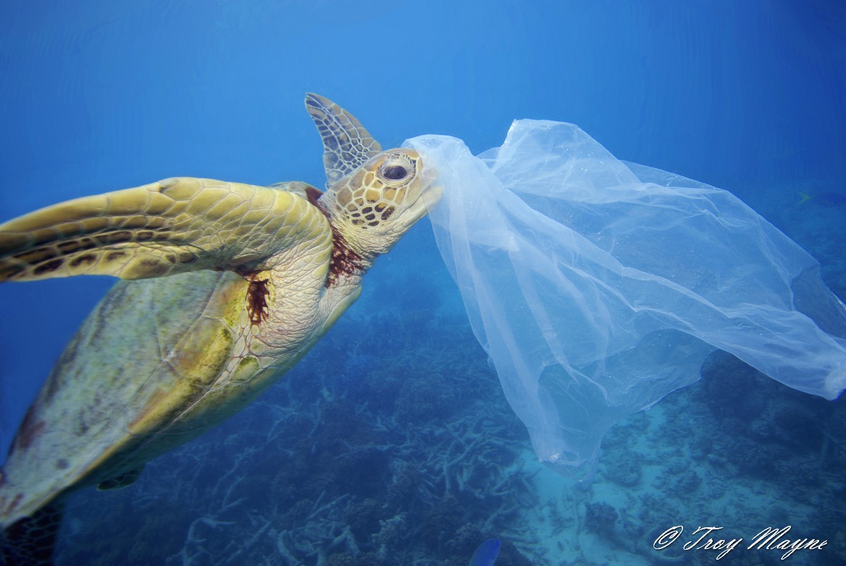 7 Reasons Why Beach and Underwater Cleanups are Powerful – Green Fins